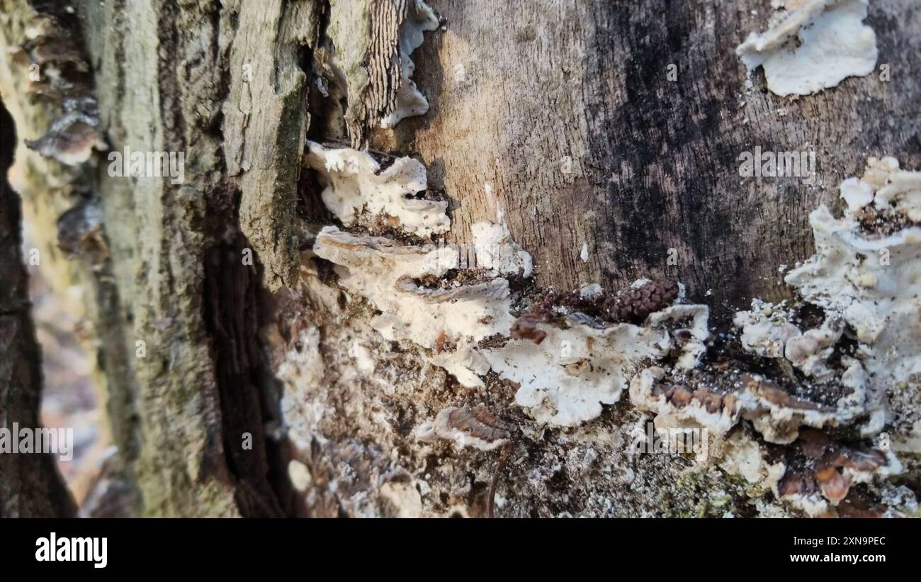split porecrust (Xylodon paradoxus) Fungi Stock Photo - Alamy