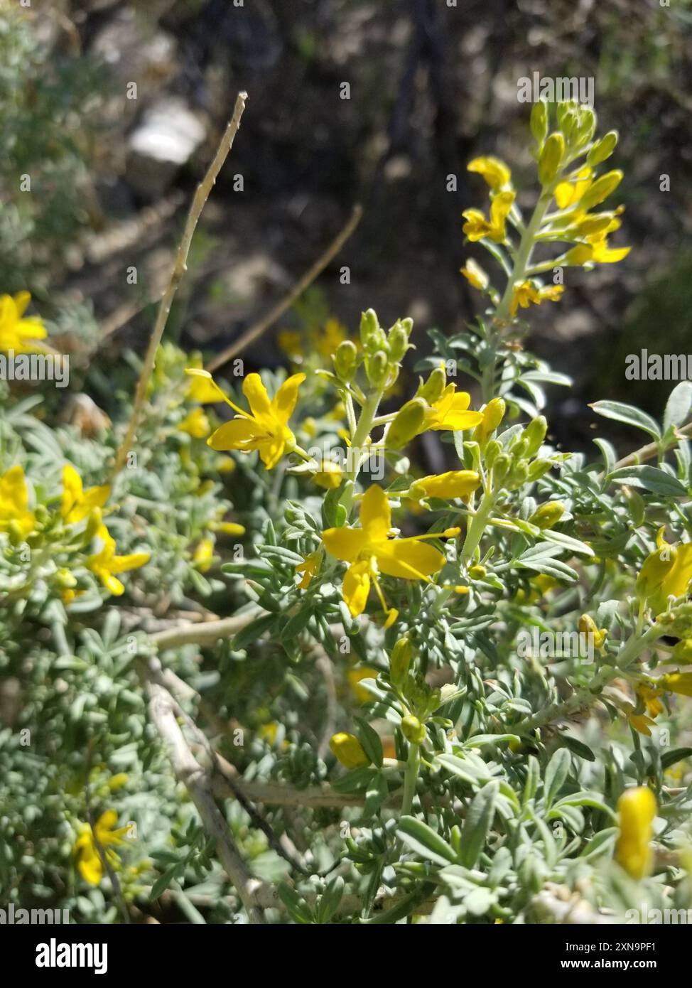 Bladderpod (Cleomella arborea) Plantae Stock Photo - Alamy