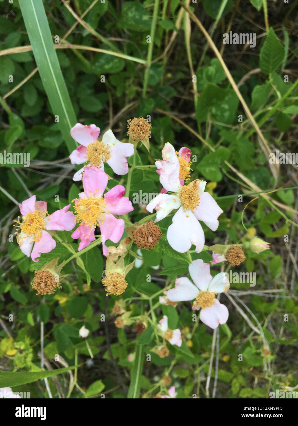 climbing prairie rose (Rosa setigera) Plantae Stock Photo - Alamy