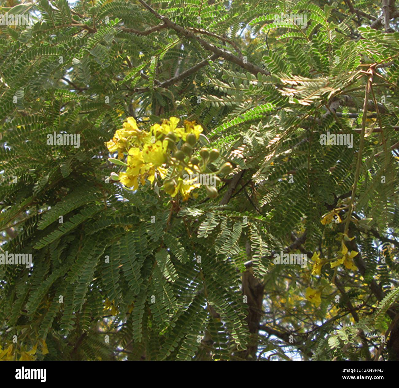 Weeping wattle (Peltophorum africanum) Plantae Stock Photo - Alamy