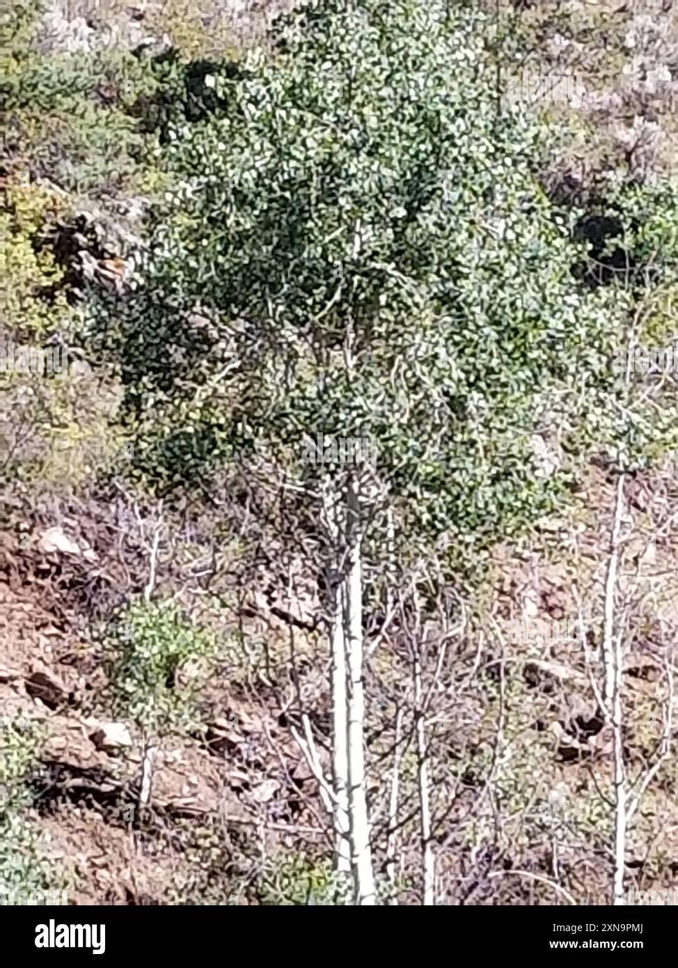 trembling aspen (Populus tremuloides) Plantae Stock Photo - Alamy