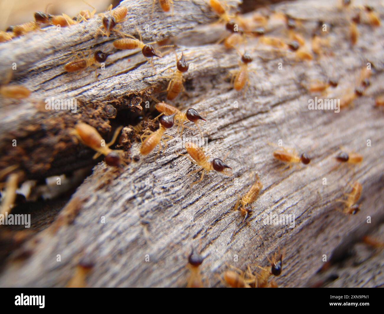 Conehead Termites (Nasutitermes) Insecta Stock Photo - Alamy