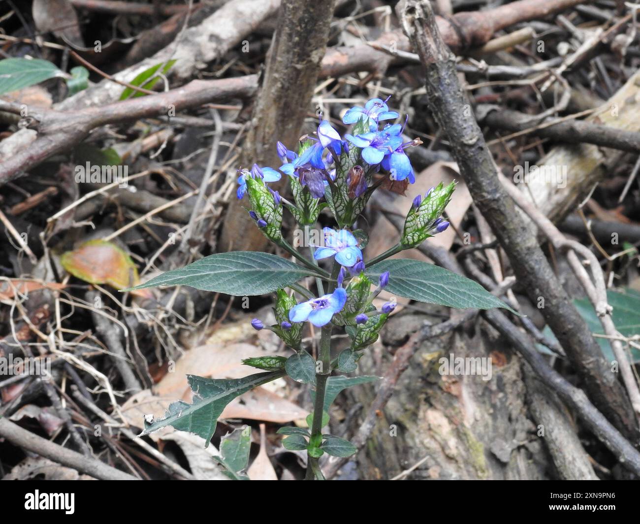 Blue Eranthemum (Eranthemum pulchellum) Plantae Stock Photo - Alamy
