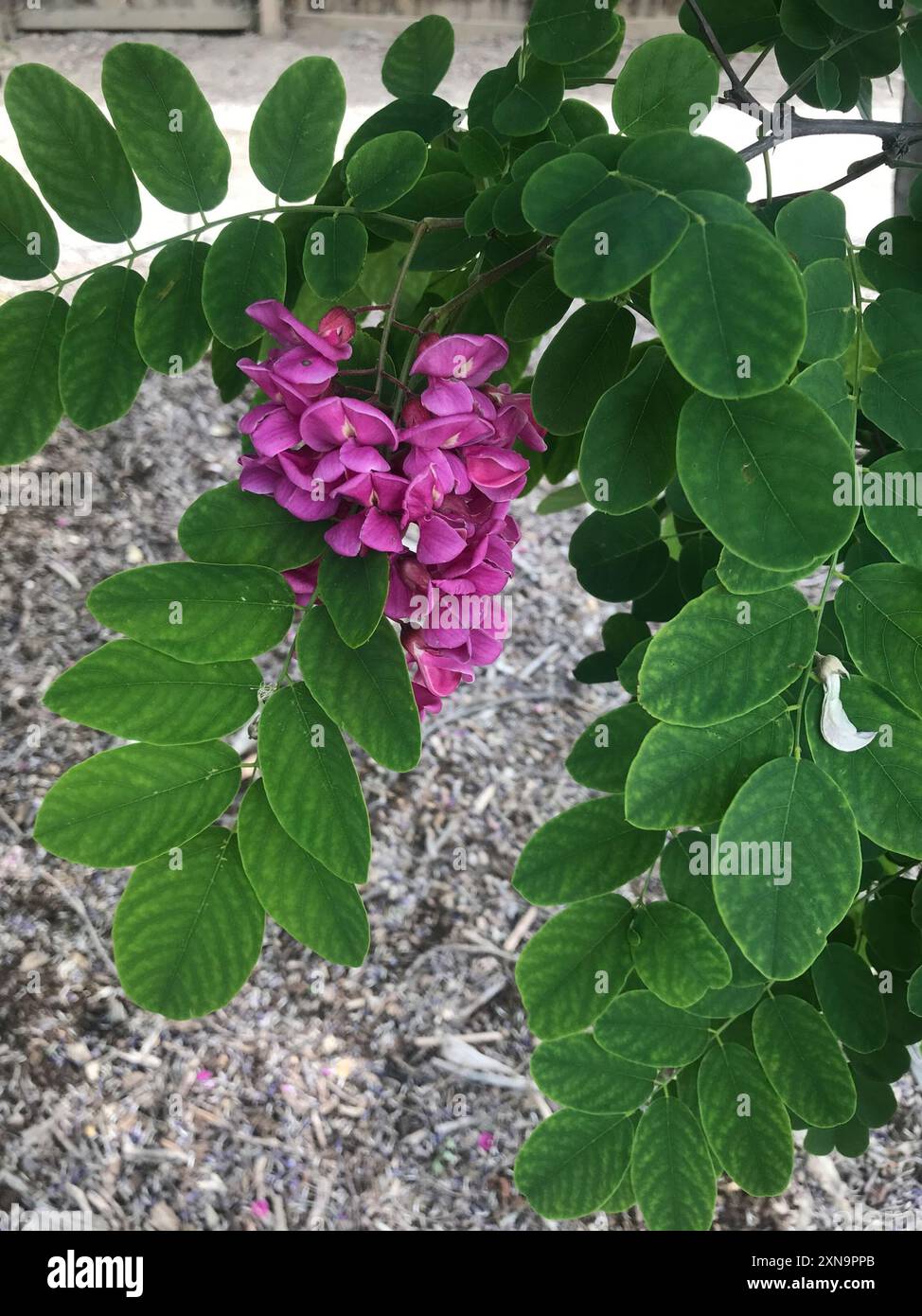 Locust Trees (Robinia) Plantae Stock Photo - Alamy