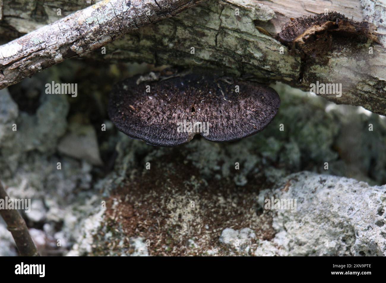 Hairy Hexagonia (Hexagonia hydnoides) Fungi Stock Photo - Alamy