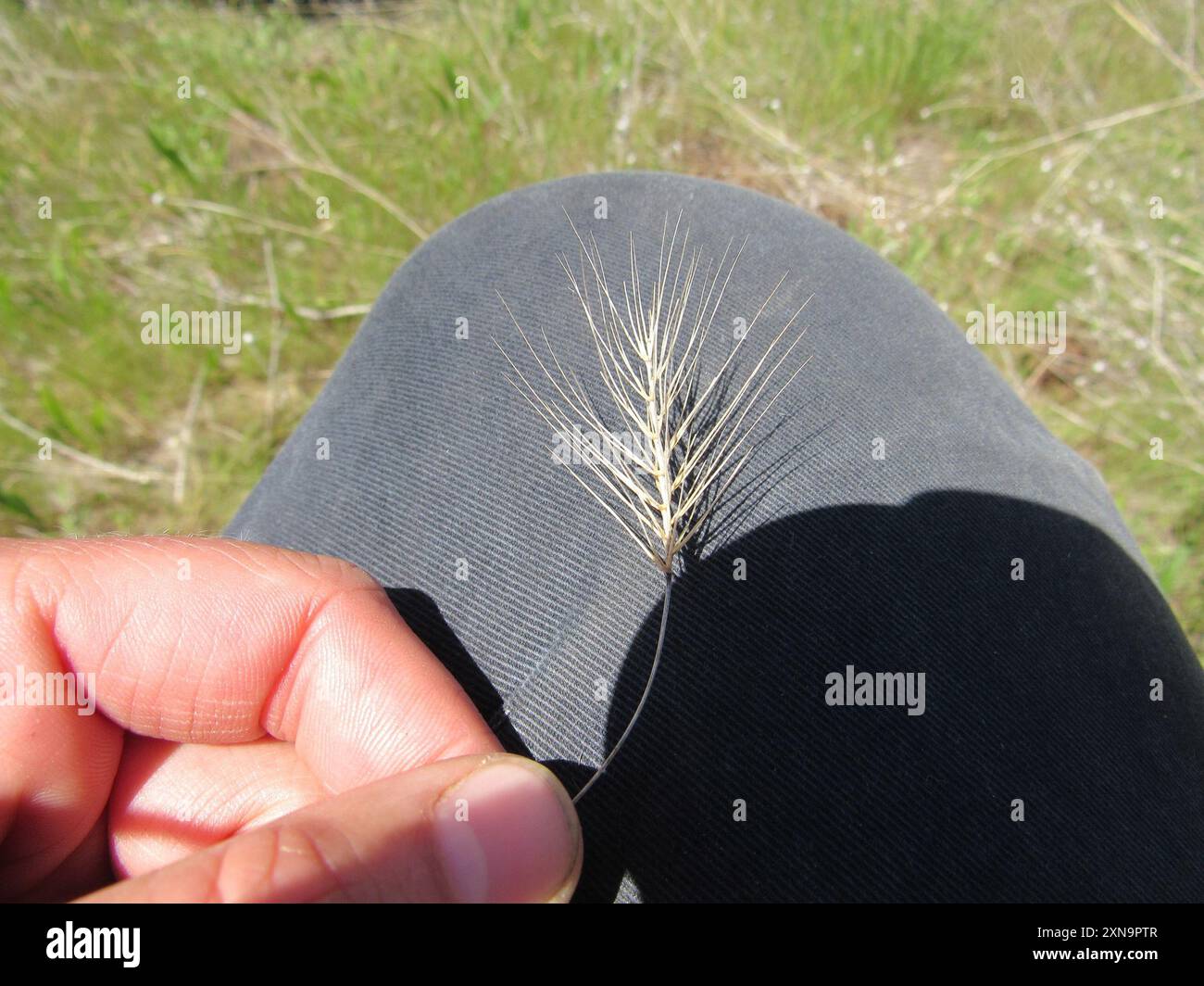 medusa head (Taeniatherum caput-medusae) Plantae Stock Photo - Alamy