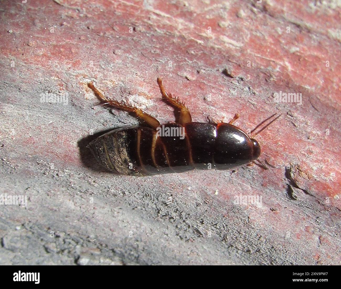 Giant Cockroaches (Blaberidae) Insecta Stock Photo - Alamy