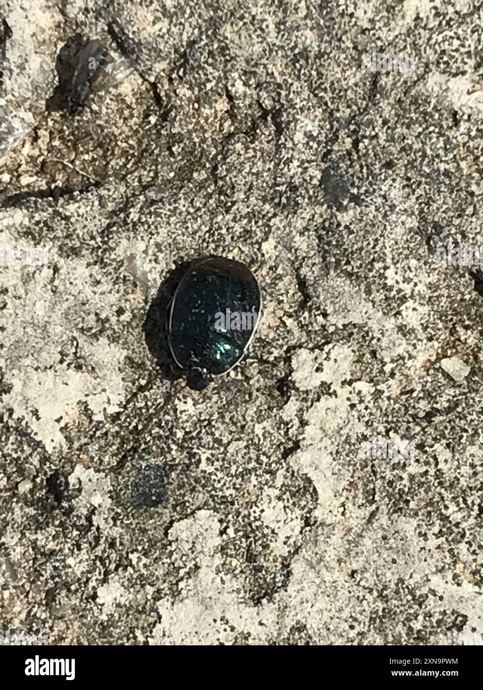 White-margined Burrower Bug (Sehirus cinctus) Insecta Stock Photo - Alamy