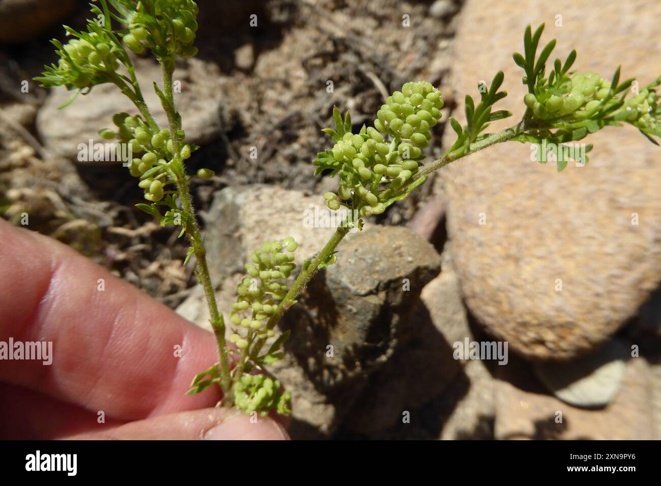 Lesser swine-cress (Lepidium didymum) Plantae Stock Photo - Alamy