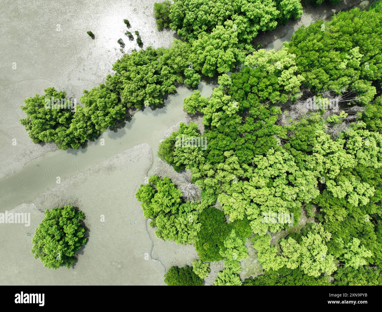Aerial top view of green mangrove forest. Mangrove ecosystem. Natural ...