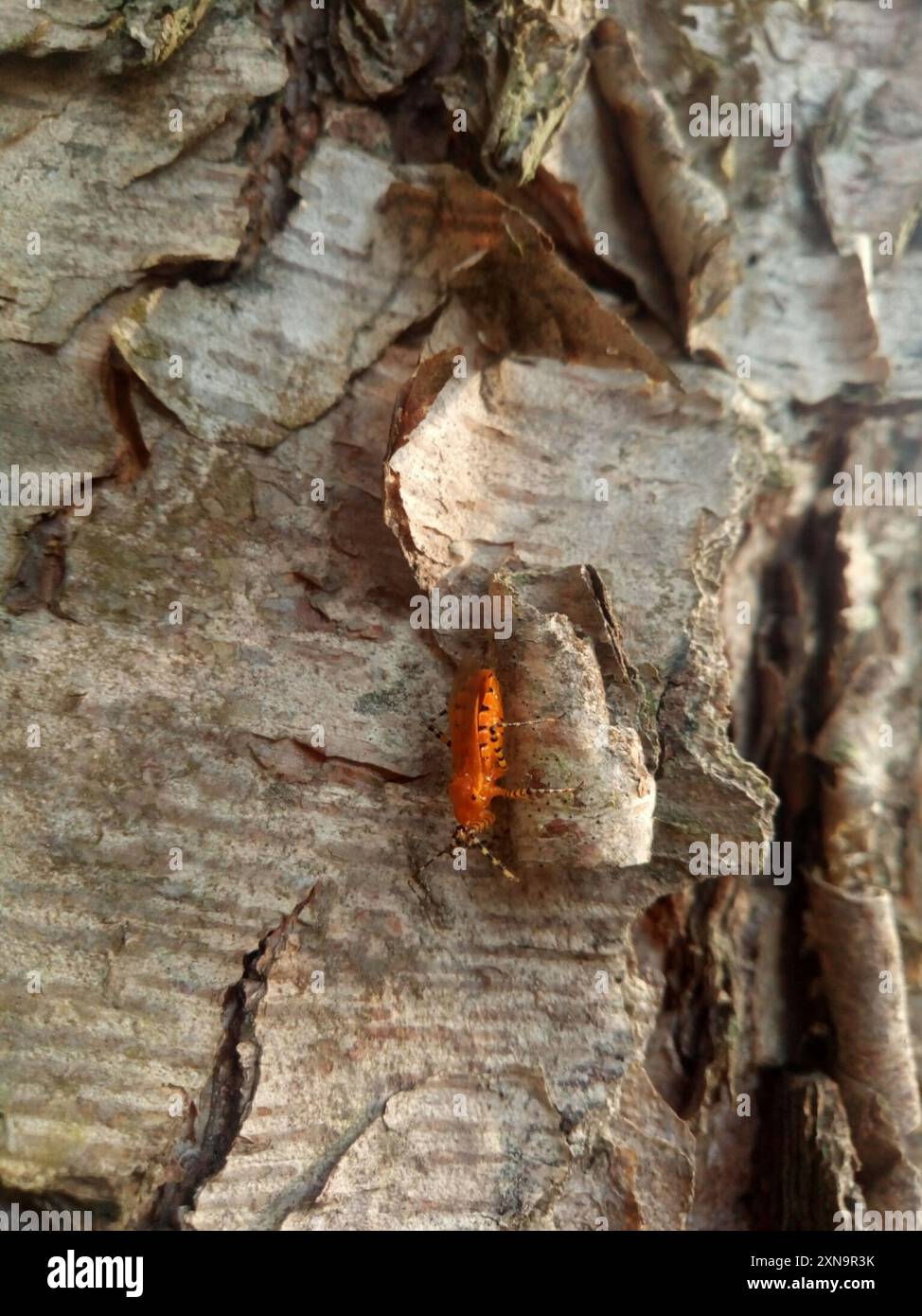 Orange Assassin Bug (Pselliopus barberi) Insecta Stock Photo - Alamy