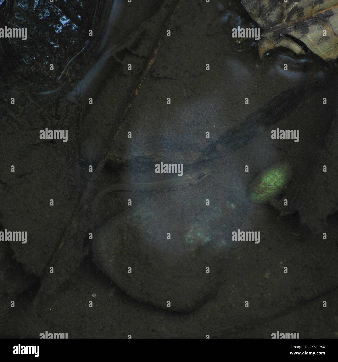 Oriental weatherfish hi-res stock photography and images - Alamy