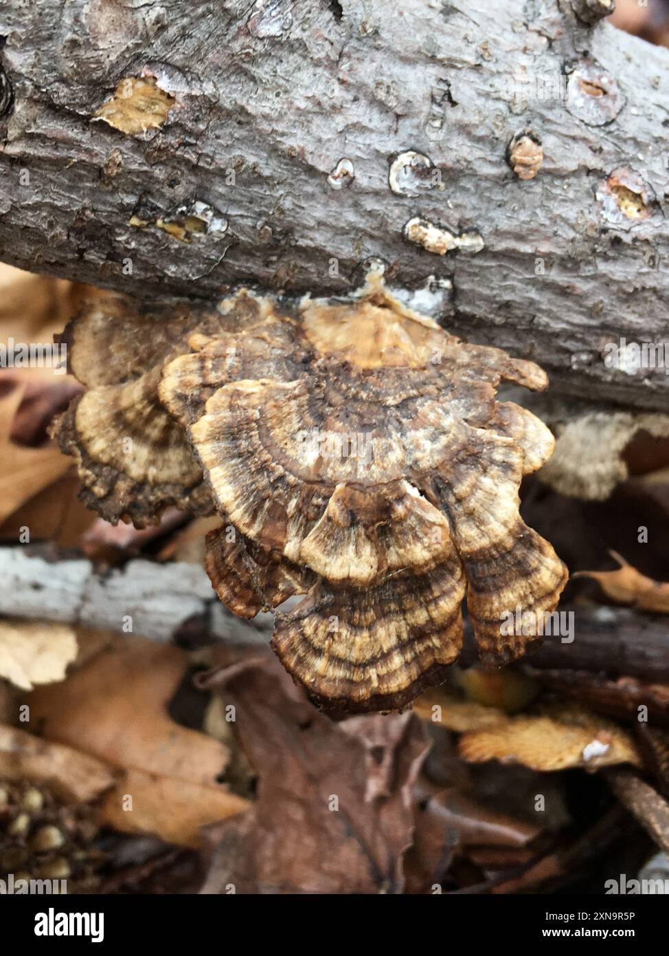 shelf fungi (Polyporales) Fungi Stock Photo - Alamy