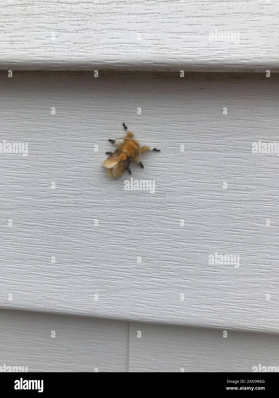 Southern Flannel Moth (Megalopyge opercularis) Insecta Stock Photo - Alamy