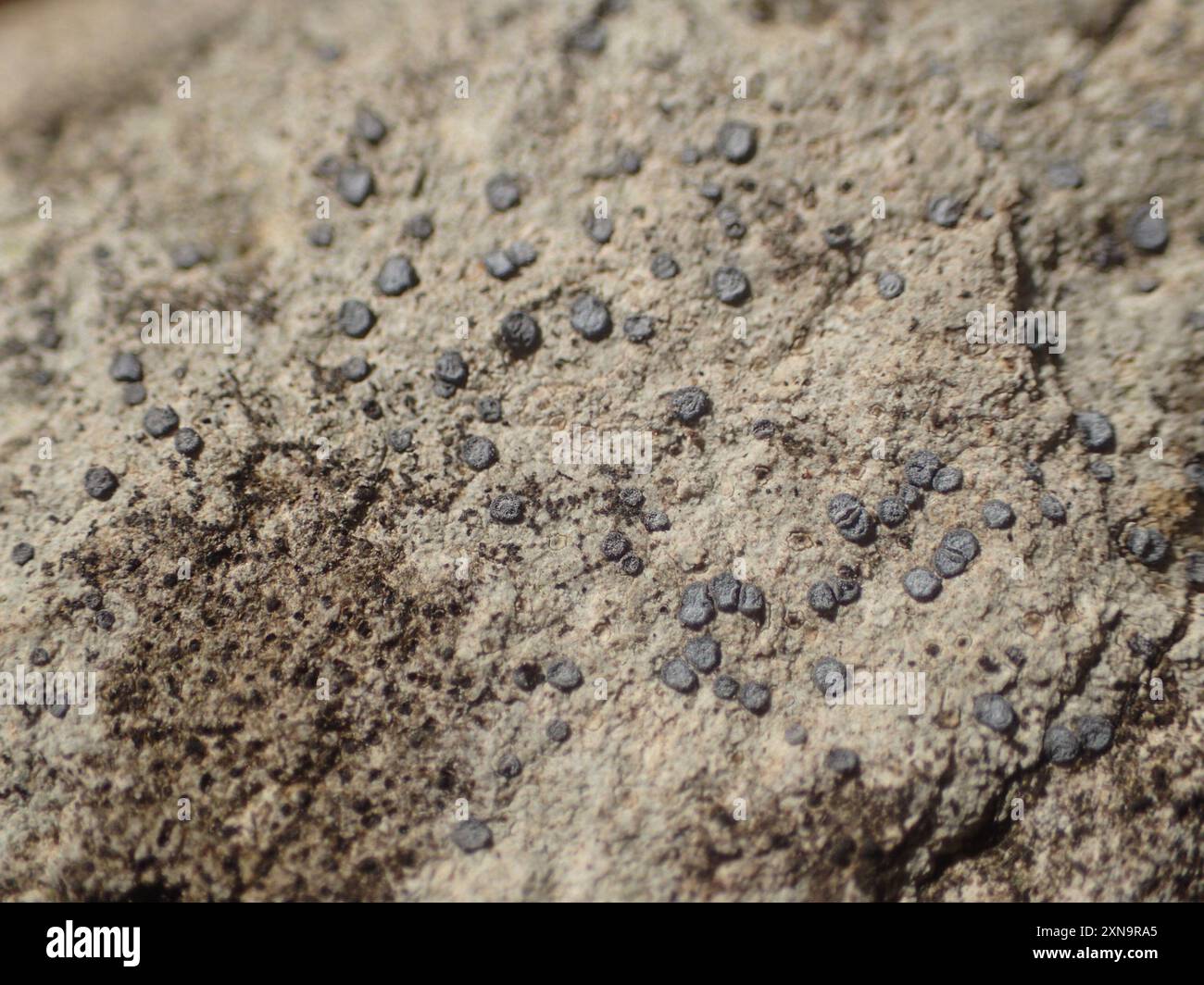 Frosted Grain-spored Lichen (Sarcogyne regularis) Fungi Stock Photo - Alamy