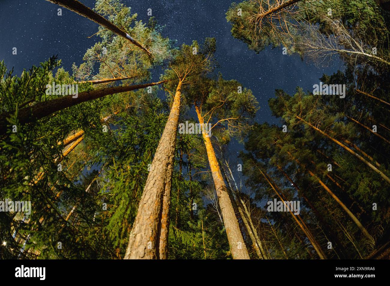 Sky Stars Above Crowns Of Pines Trees Woods. Night Natural Starry Sky ...