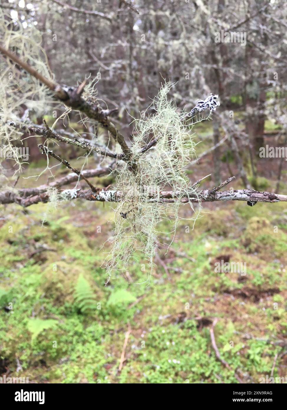 Boreal Beard Lichen (Usnea subfloridana) Fungi Stock Photo - Alamy