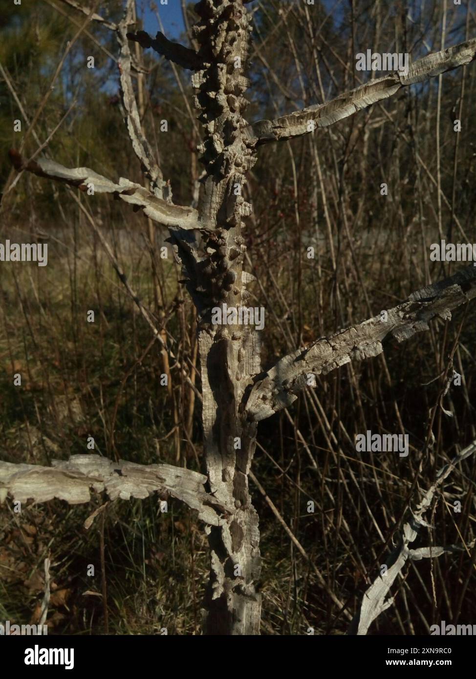 Winged Elm (Ulmus alata) Plantae Stock Photo - Alamy