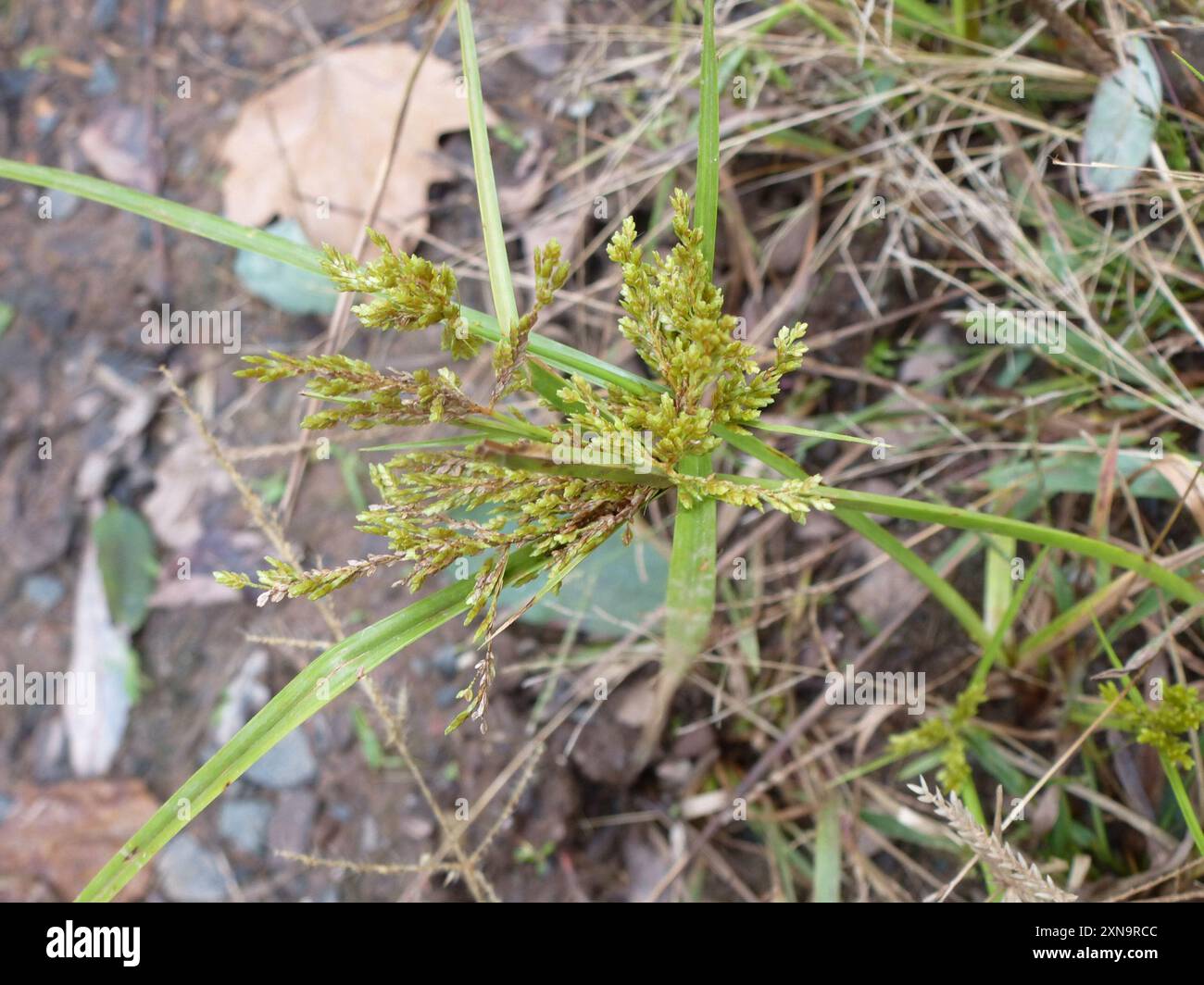 Rice flat-sedge (Cyperus iria) Plantae Stock Photo - Alamy