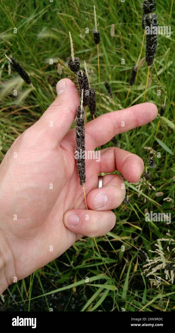 Creeping Foxtail (Alopecurus arundinaceus) Plantae Stock Photo - Alamy