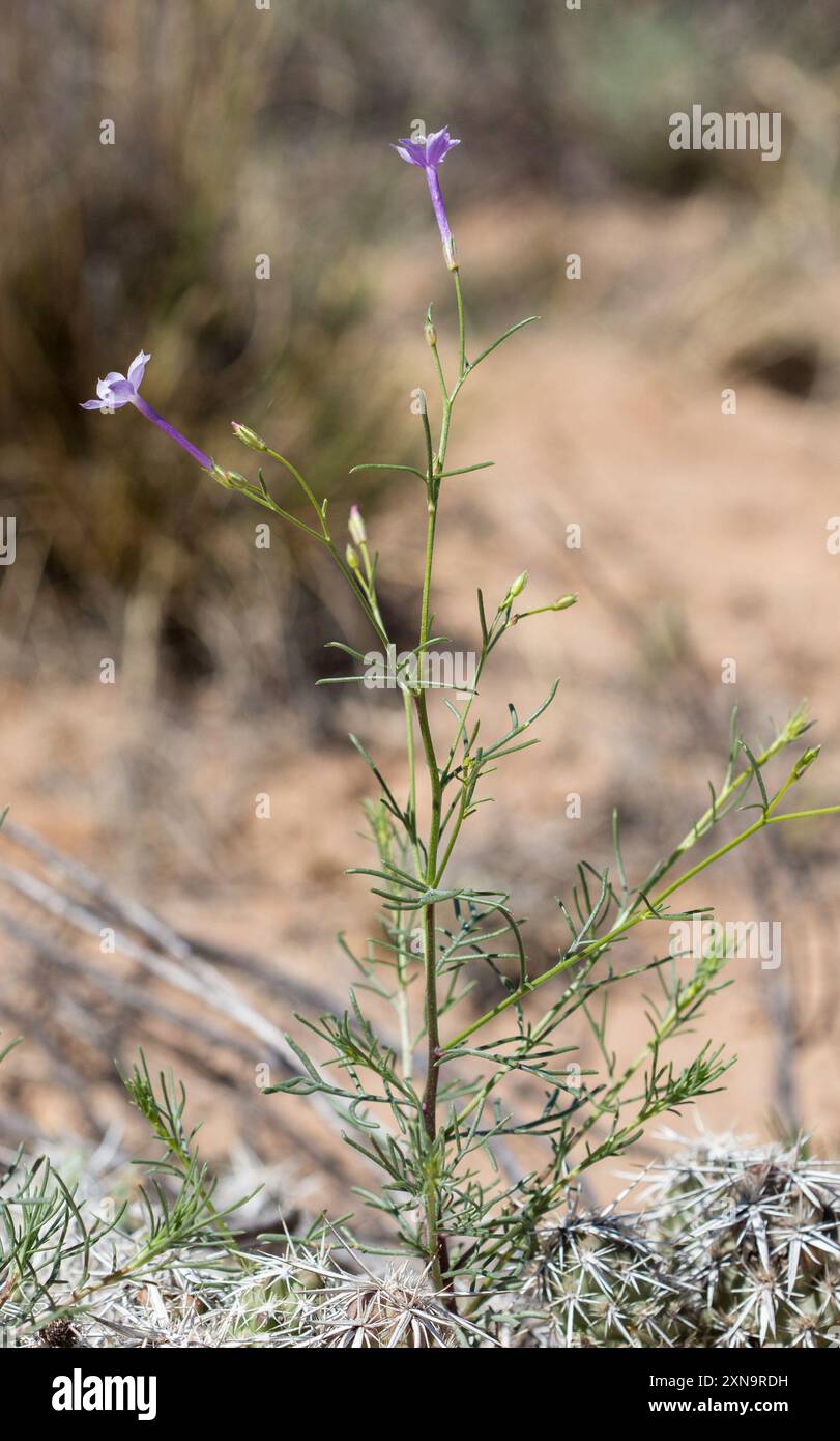 Iron Ipomopsis (Ipomopsis laxiflora) Plantae Stock Photo - Alamy