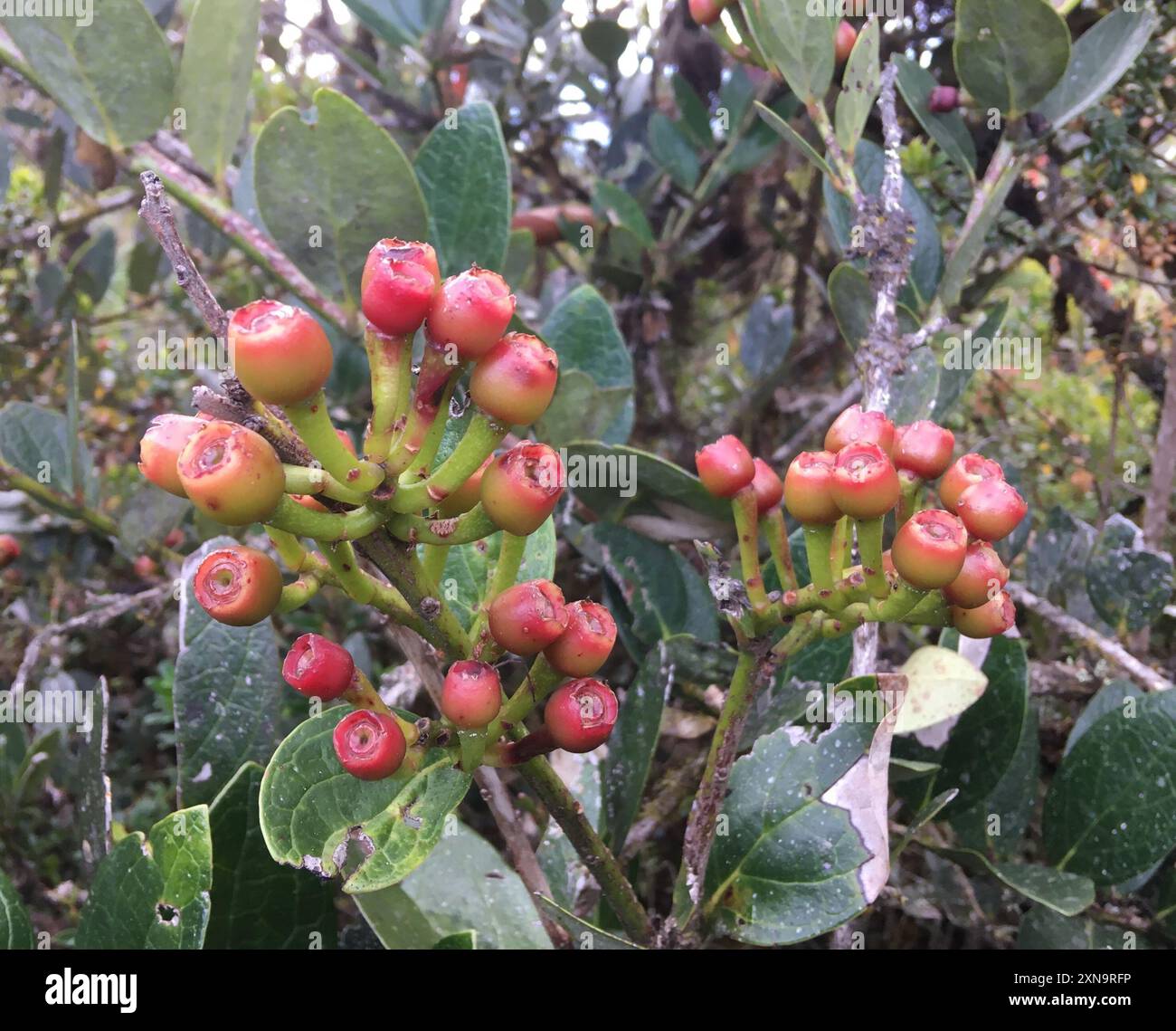 tropical blueberry (Macleania rupestris) Plantae Stock Photo - Alamy