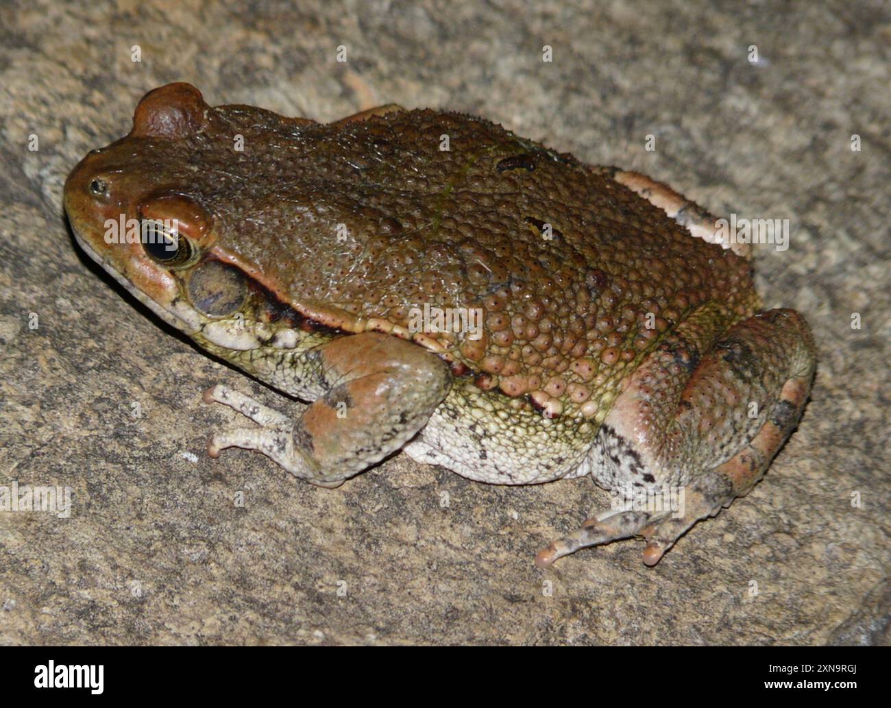 African Red Toad (Schismaderma carens) Amphibia Stock Photo - Alamy