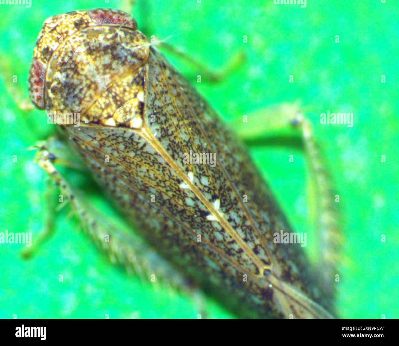 Paraphlepsius irroratus hi-res stock photography and images - Alamy