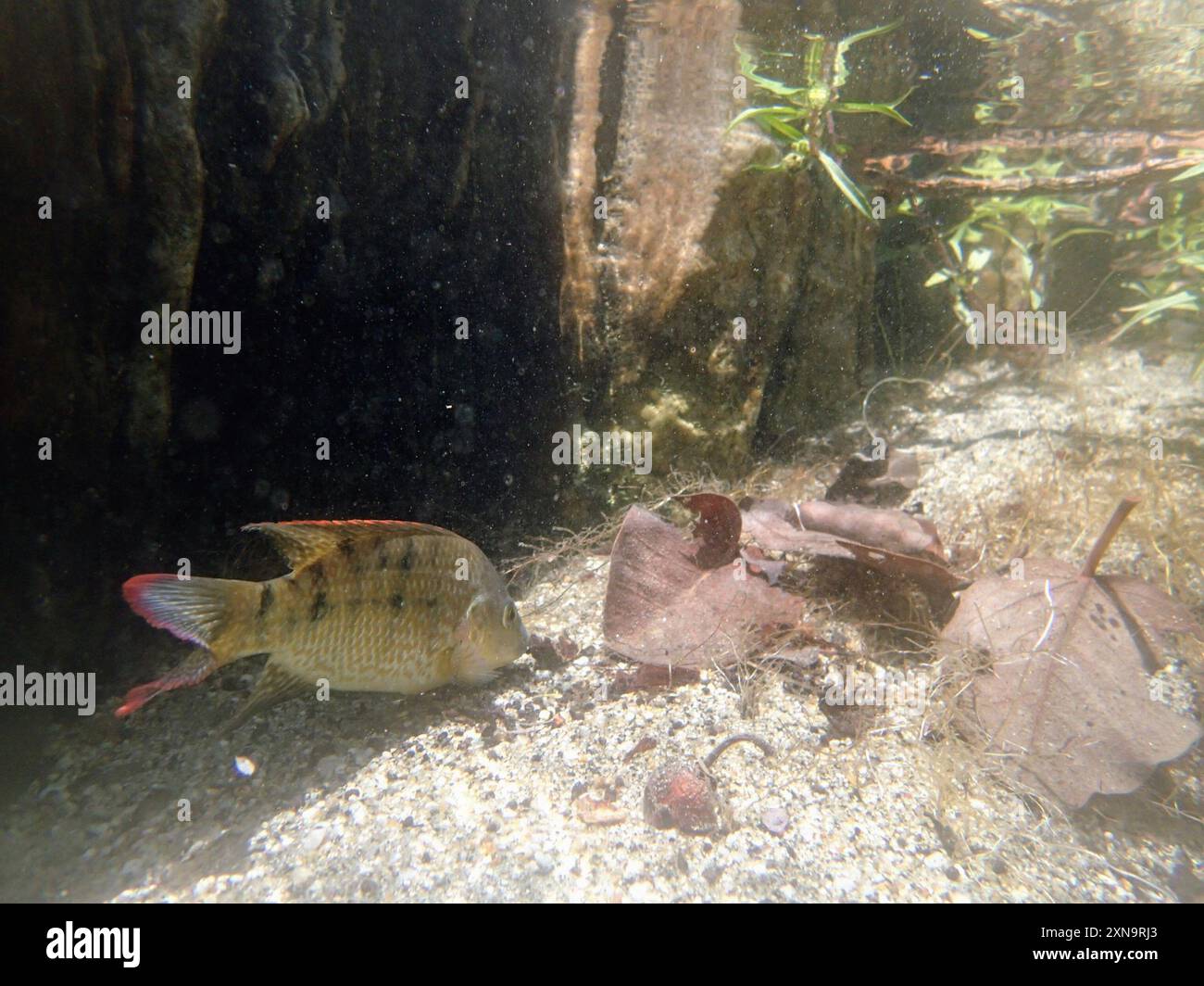 Mozambique Tilapia (Oreochromis mossambicus) Actinopterygii Stock Photo ...