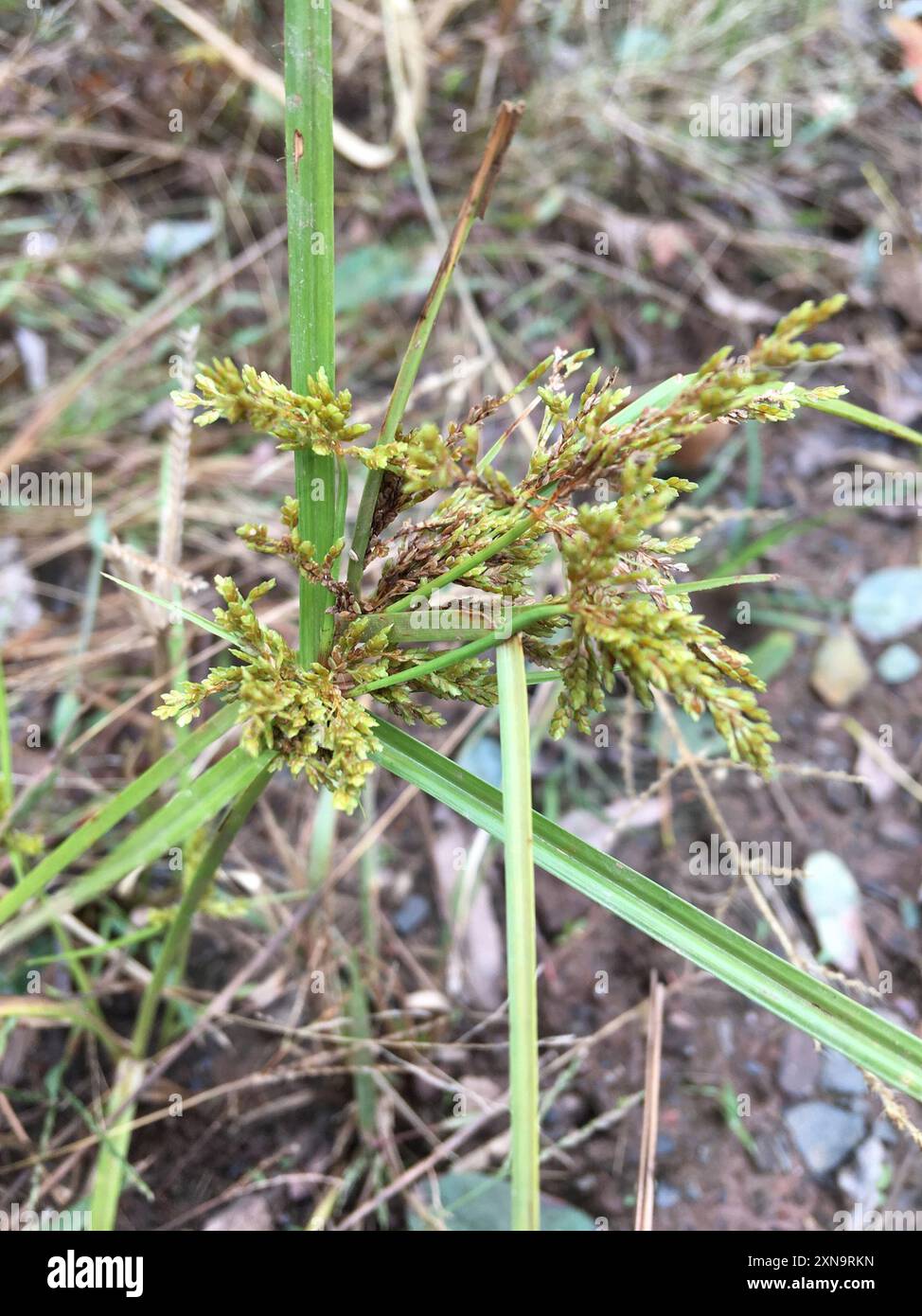 Rice flat-sedge (Cyperus iria) Plantae Stock Photo - Alamy