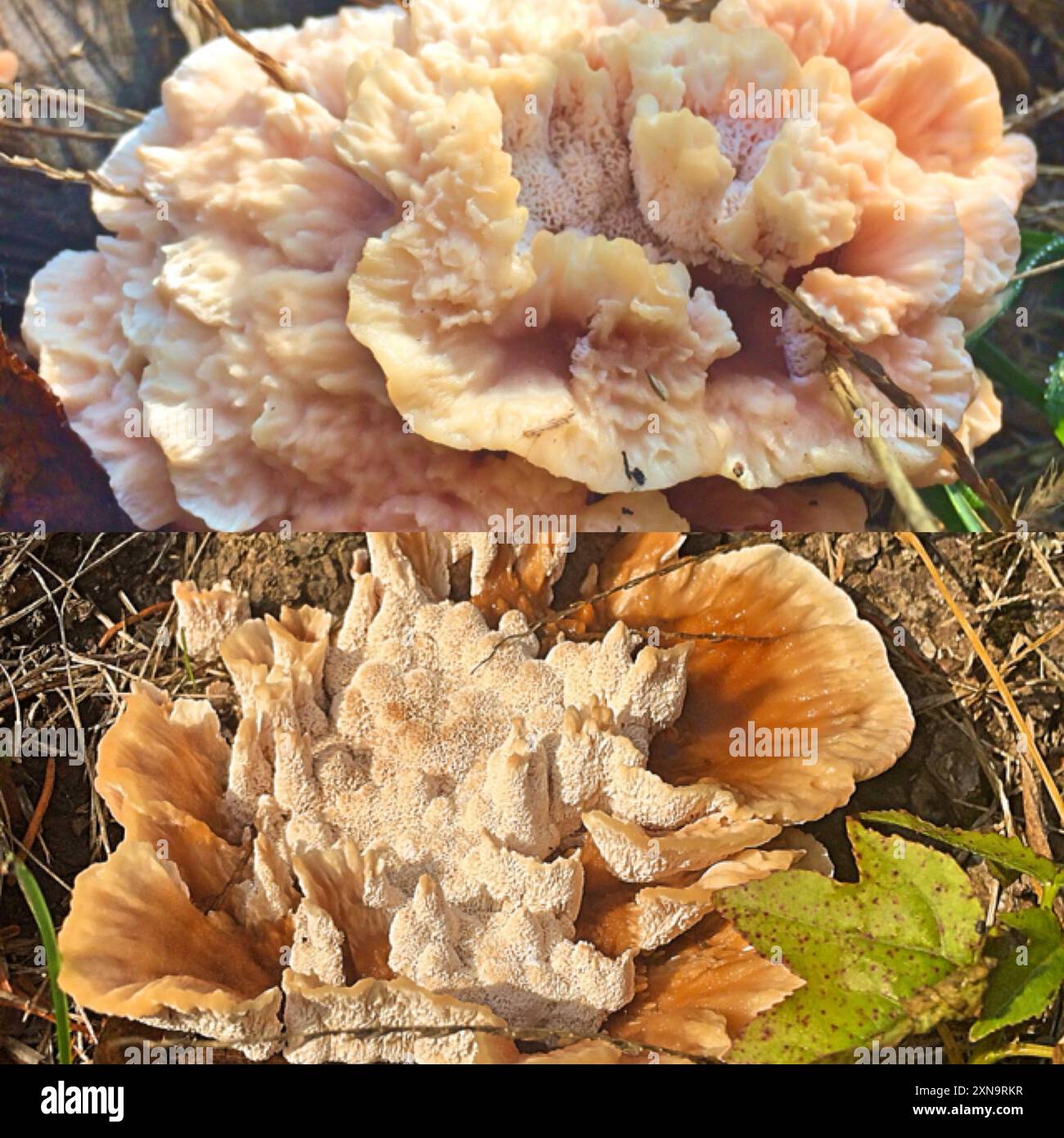 Blushing Rosette (Abortiporus biennis) Fungi Stock Photo - Alamy