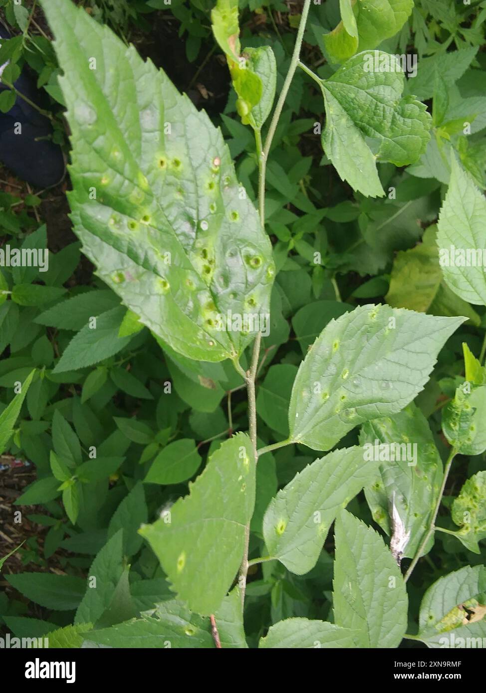Hackberry Nipplegall Psyllid (Pachypsylla celtidismamma) Insecta Stock ...