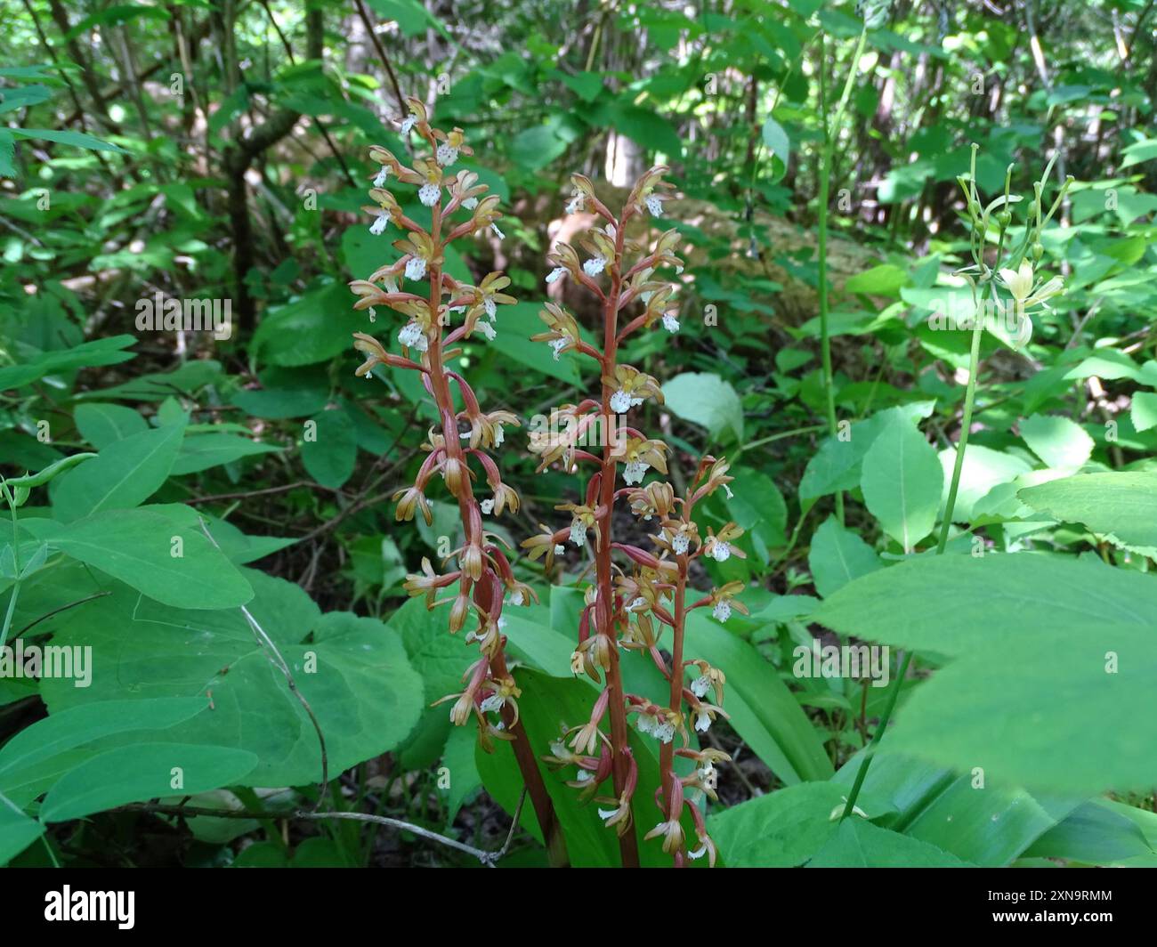 Western spotted coralroot (Corallorhiza maculata occidentalis) Plantae ...