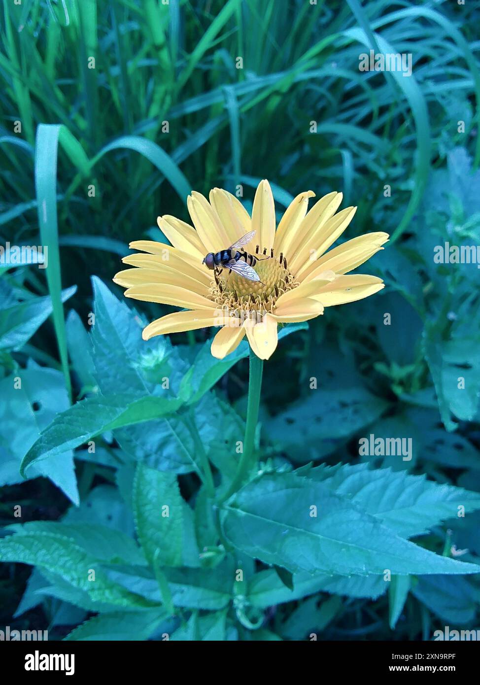 Transverse-banded Flower Fly (Eristalis transversa) Insecta Stock Photo ...
