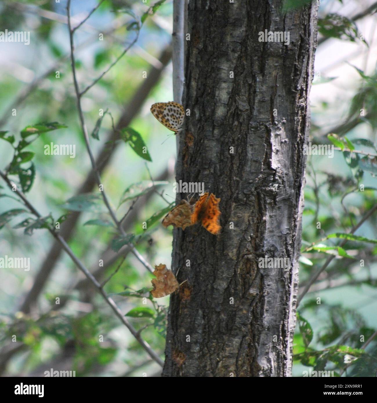 Spotted leopard butterfly (Timelaea maculata) Insecta Stock Photo - Alamy