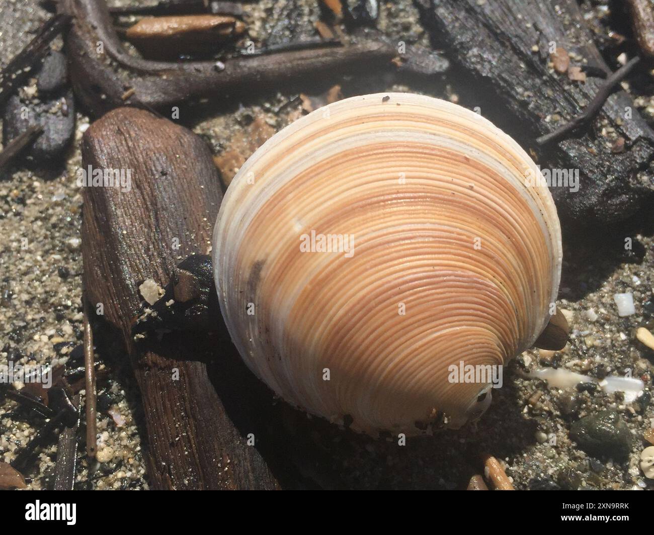 Coarse dosinia hi-res stock photography and images - Alamy