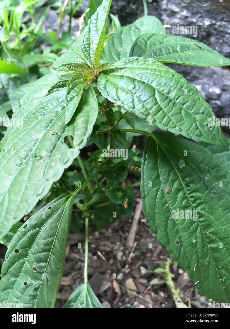 Acalypha australis hi-res stock photography and images - Alamy