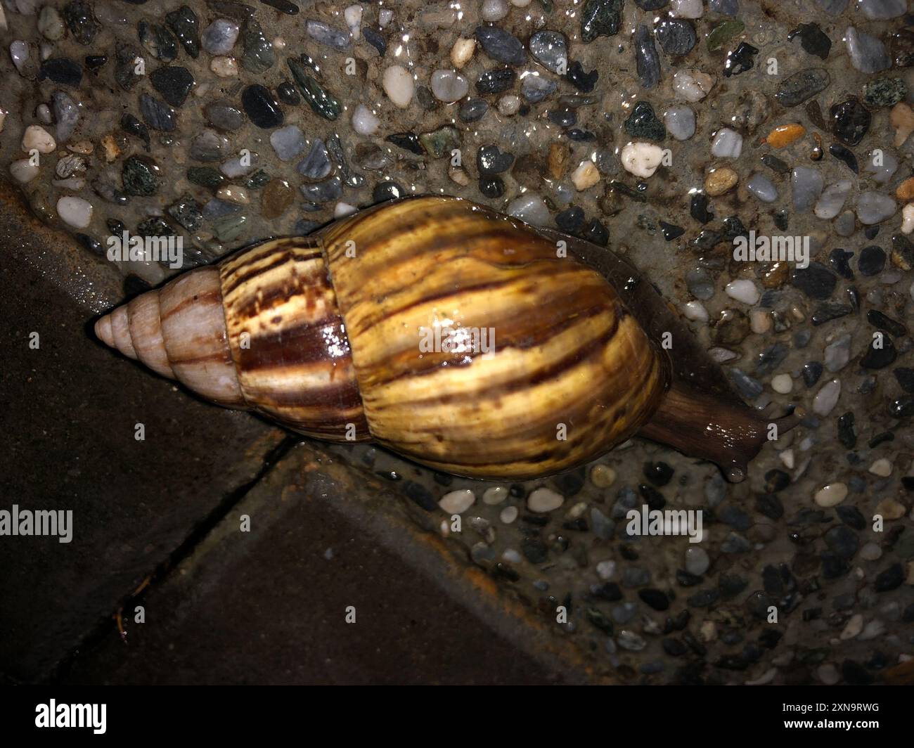 African Giant Snail (Lissachatina fulica) Mollusca Stock Photo - Alamy