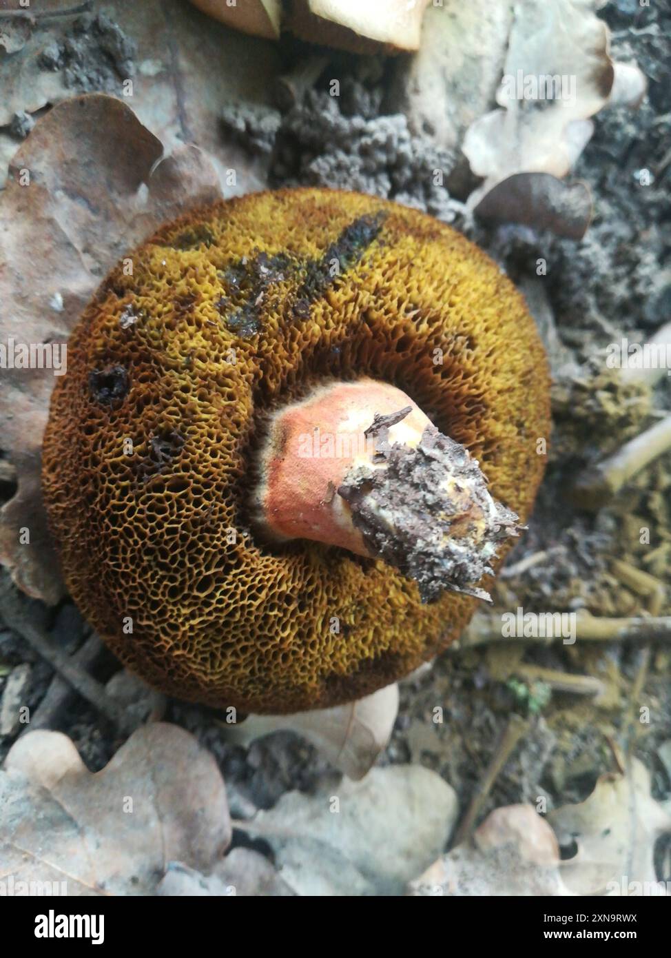 Hortiboletus hi-res stock photography and images - Alamy