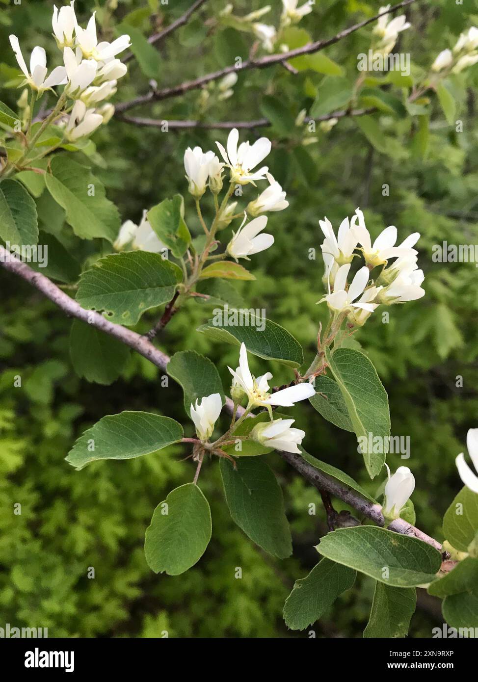 Utah Serviceberry (Amelanchier utahensis) Plantae Stock Photo - Alamy