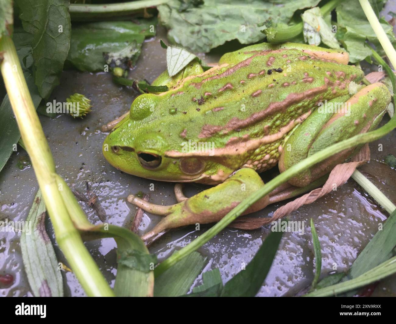 Southern Bell Frog (Ranoidea raniformis) Amphibia Stock Photo - Alamy