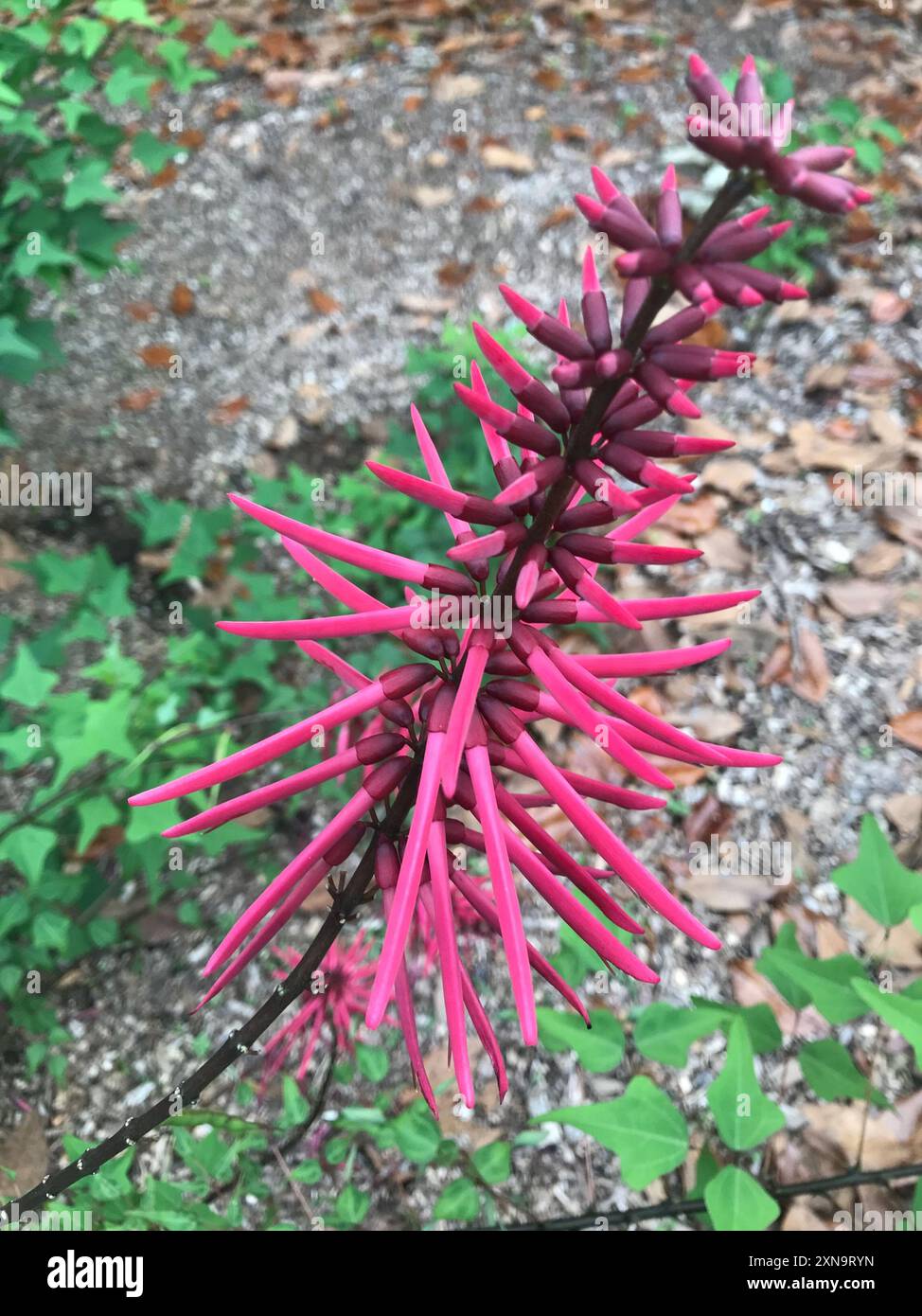 Coral Bean (Erythrina herbacea) Plantae Stock Photo - Alamy