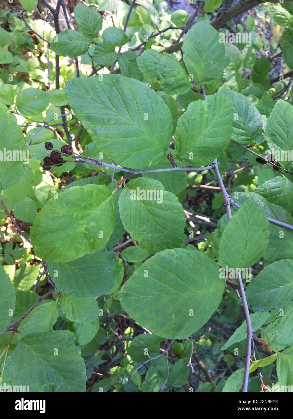 green alder (Alnus alnobetula) Plantae Stock Photo - Alamy
