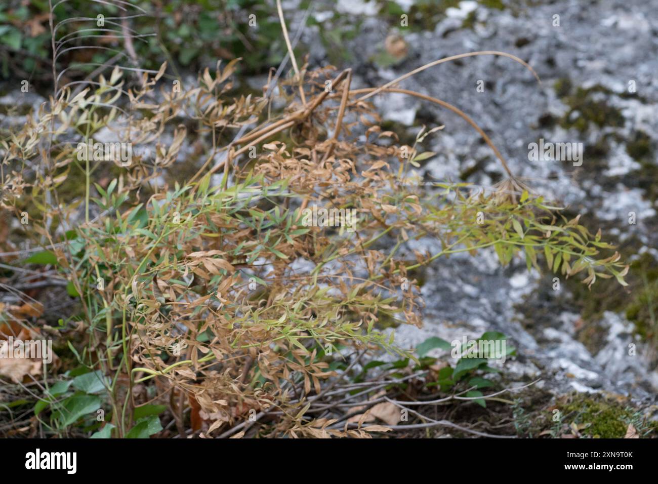 Laserwort hi-res stock photography and images - Alamy