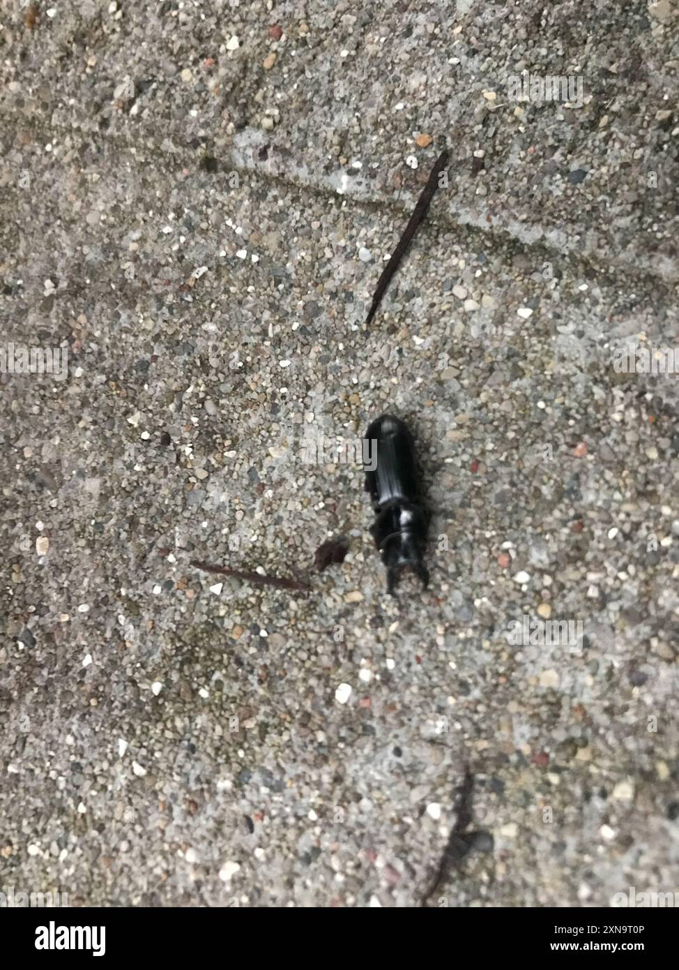 Big-headed Ground Beetle (Scarites subterraneus) Insecta Stock Photo ...