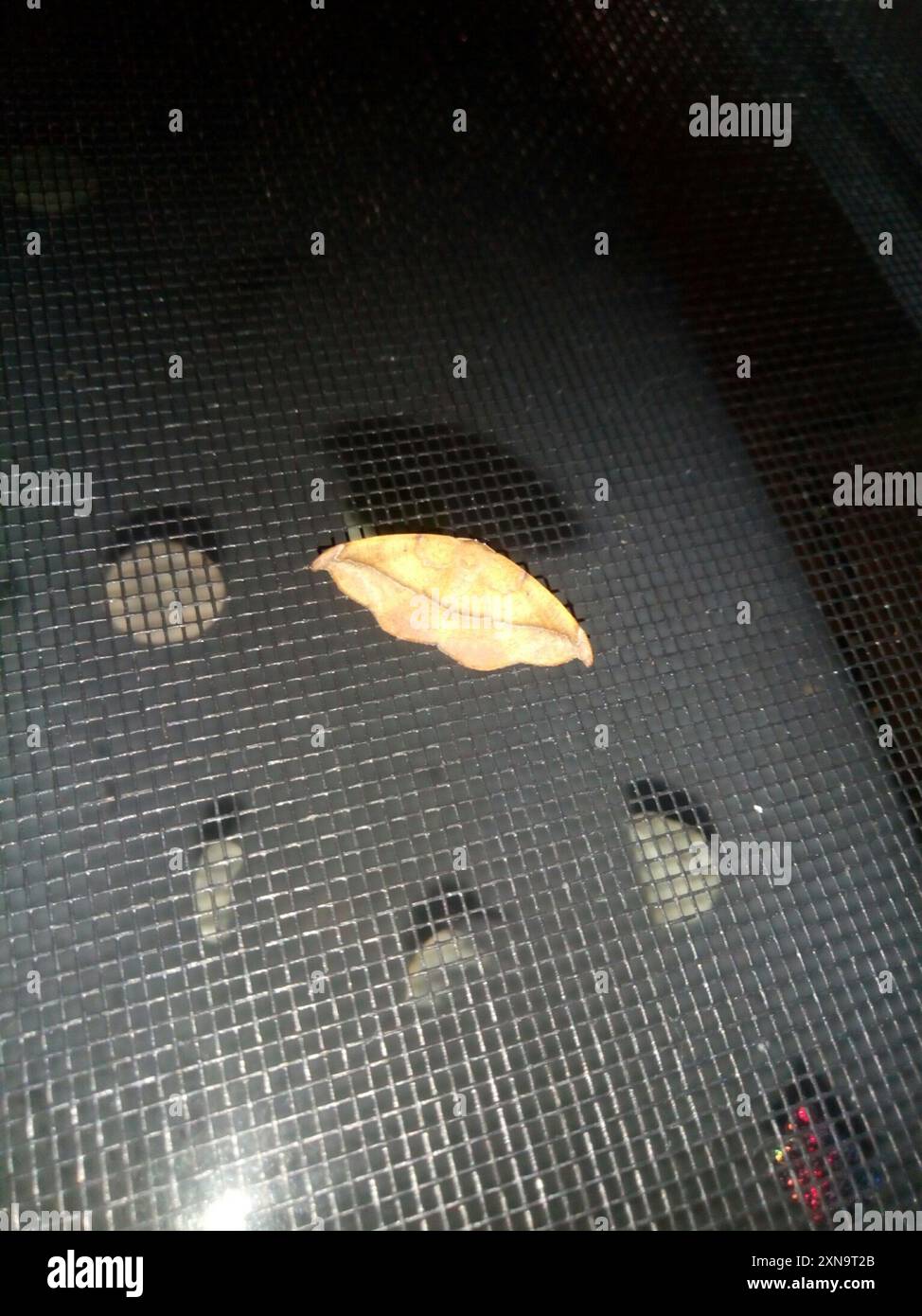 Juniper Geometer Moth (Patalene olyzonaria) Insecta Stock Photo - Alamy