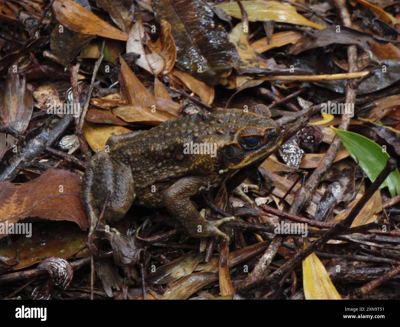 Cane Toad (Rhinella marina) Amphibia Stock Photo - Alamy
