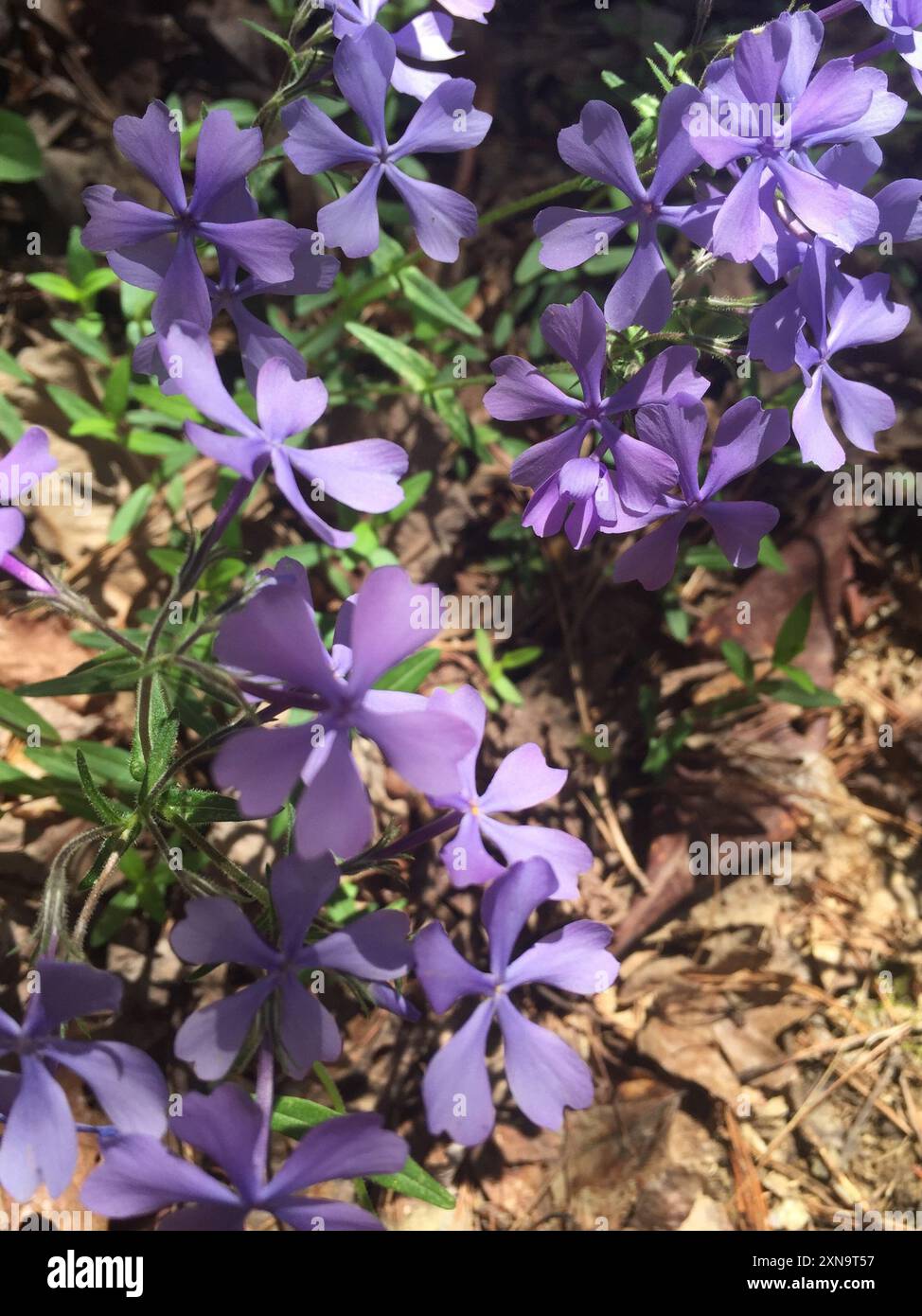 wild blue phlox (Phlox divaricata divaricata) Plantae Stock Photo - Alamy
