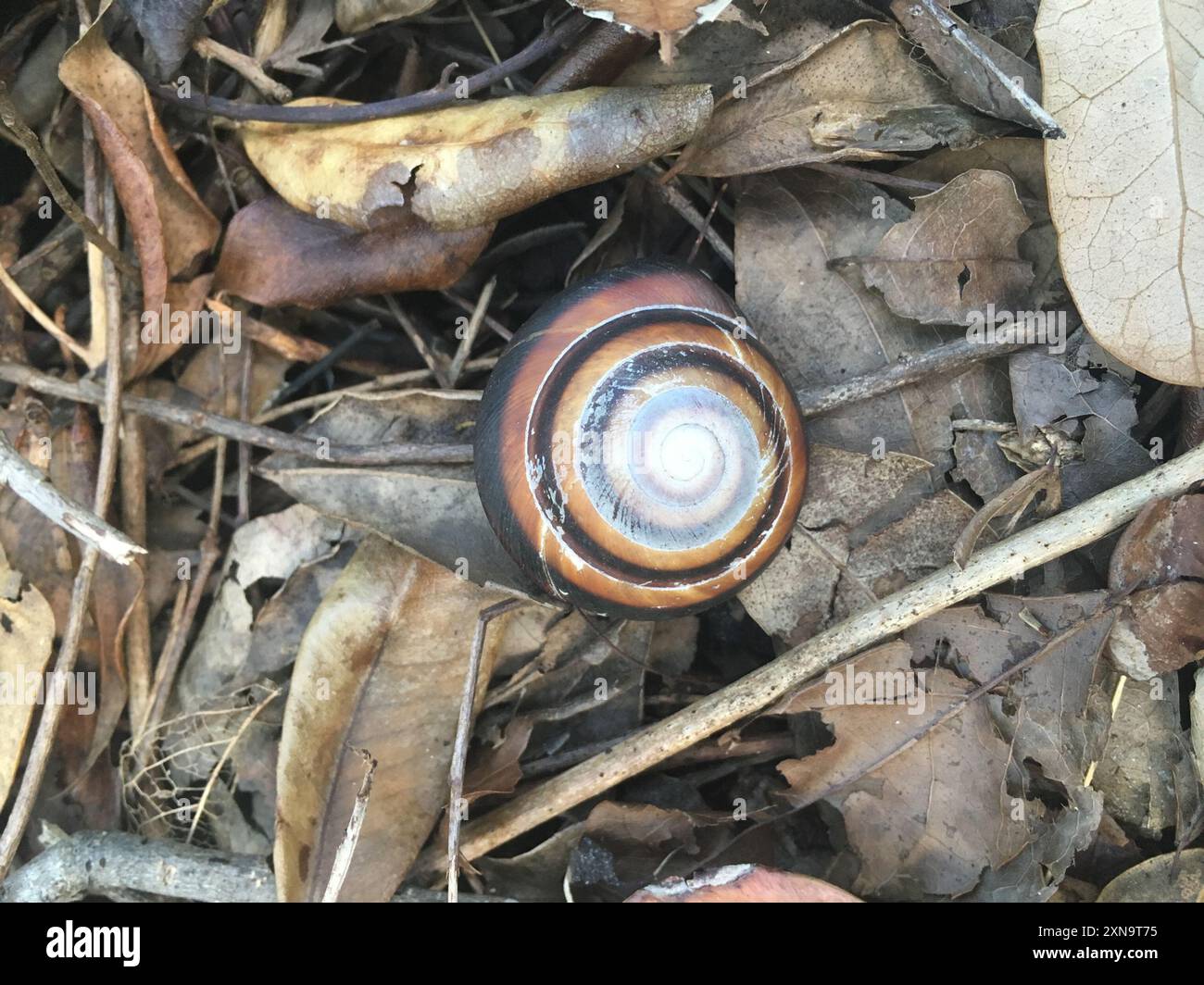 Banded Caracol (Caracolus marginella) Mollusca Stock Photo - Alamy