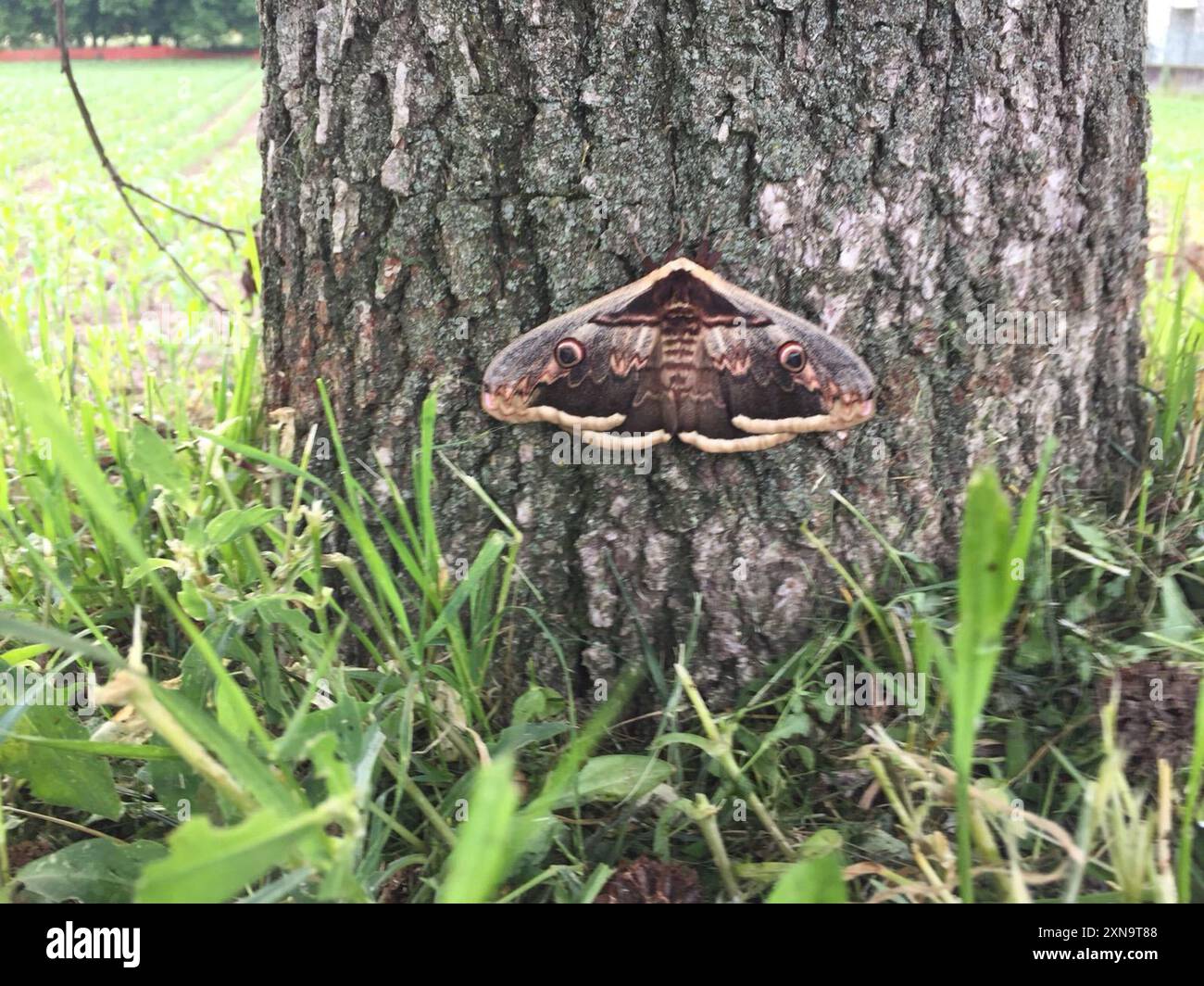 Giant Peacock Moth (Saturnia pyri) Insecta Stock Photo - Alamy
